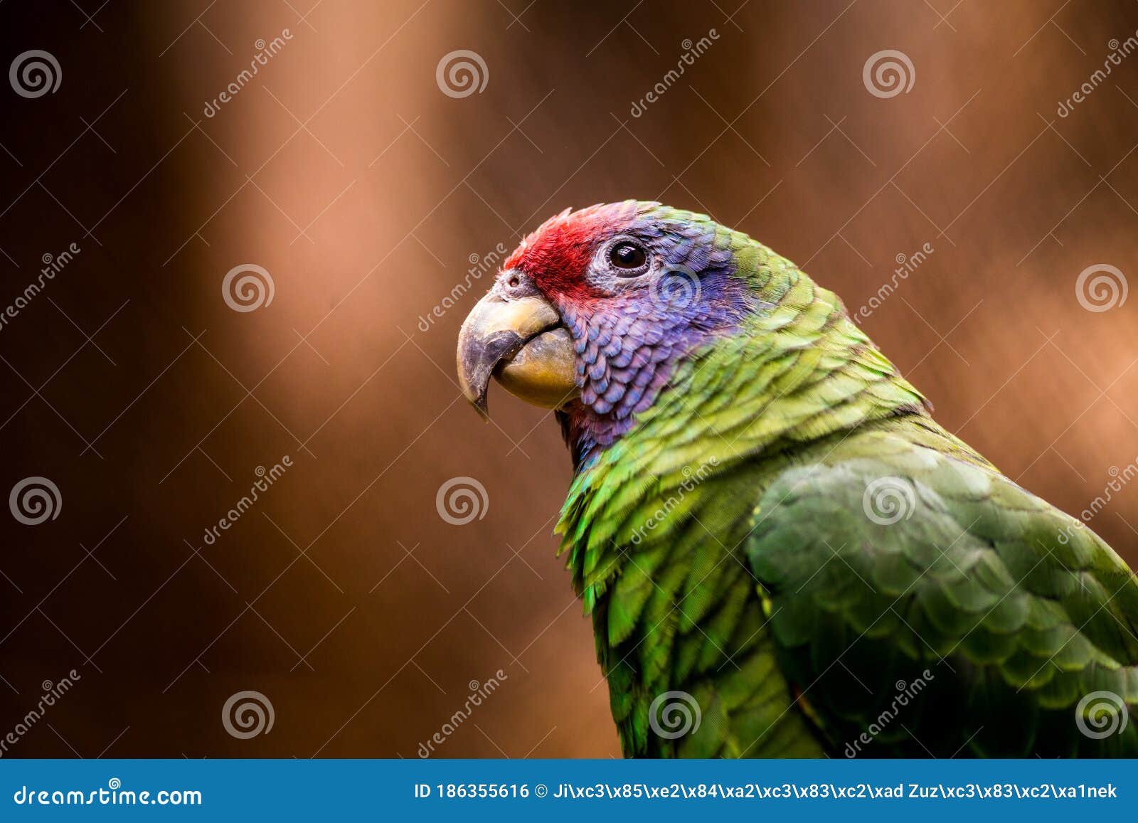 Red-tailed Parrot in the Nature Stock Photo - Image of asian, birds ...