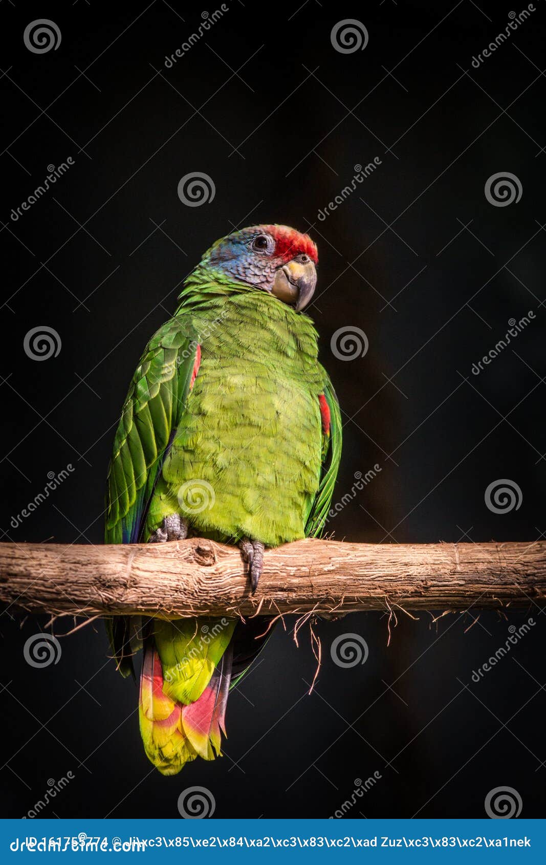 Red-tailed Parrot in the Nature Stock Photo - Image of habitat ...