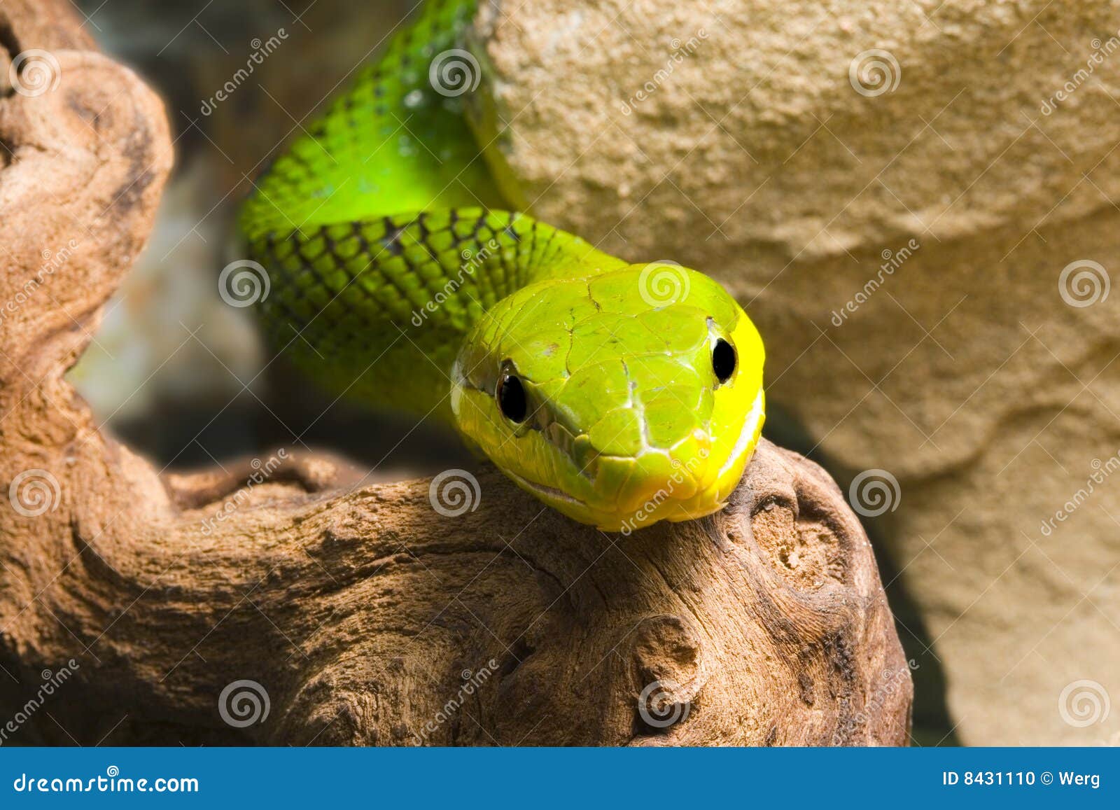 Red-tailed Racer Snake (Gonyosoma Oxycephalum). It Is An Arboreal Snake ...