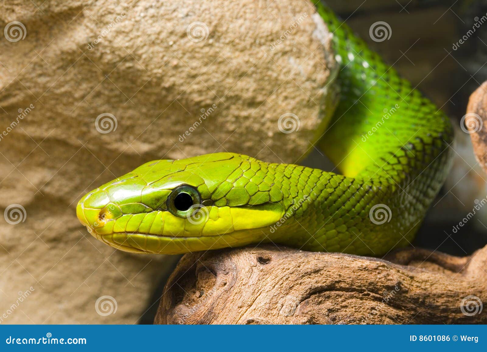 Red-tailed Racer Snake (Gonyosoma Oxycephalum). It Is An Arboreal Snake ...