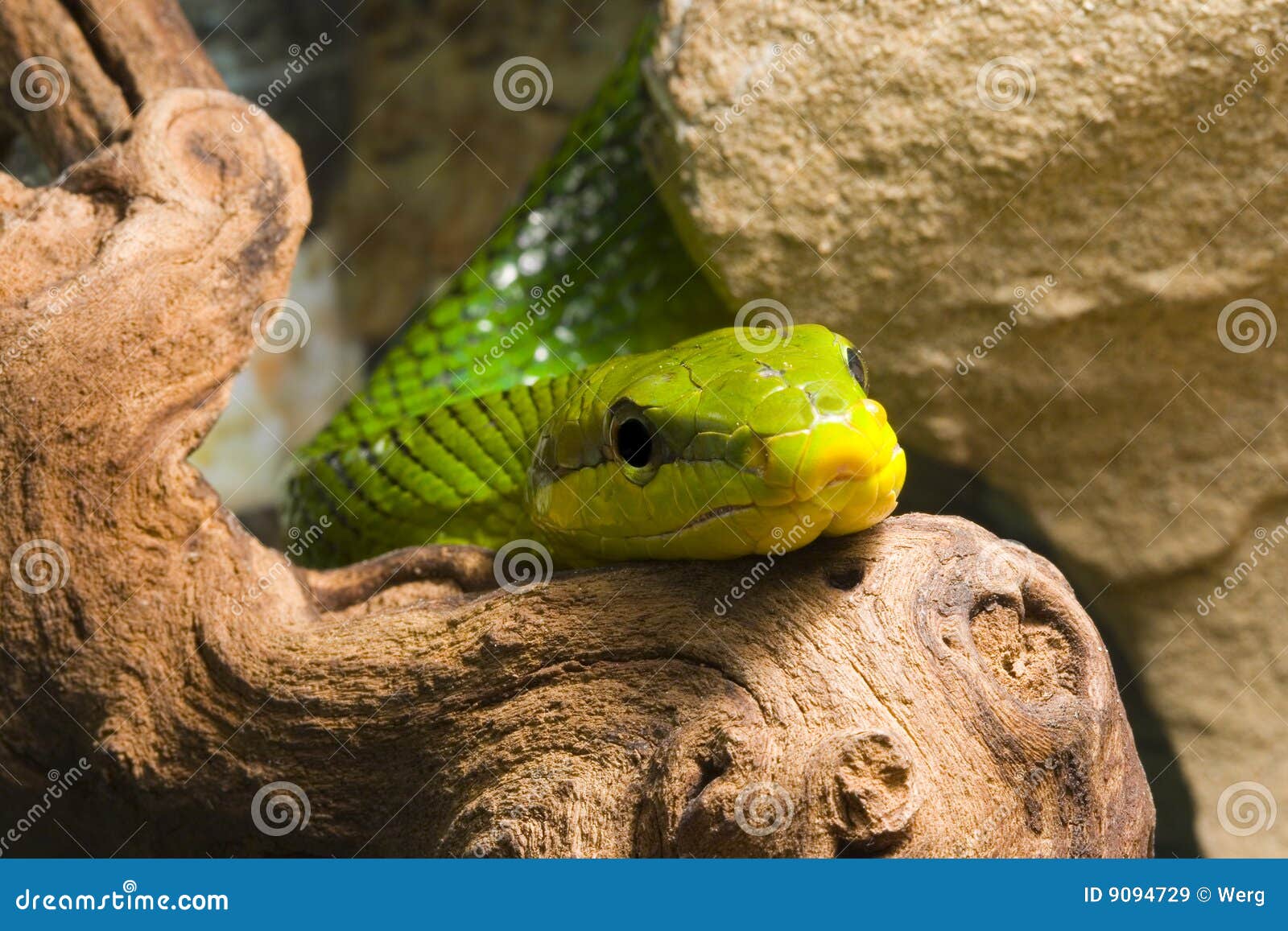 Red-tailed Racer Snake (Gonyosoma Oxycephalum). It Is An Arboreal Snake ...