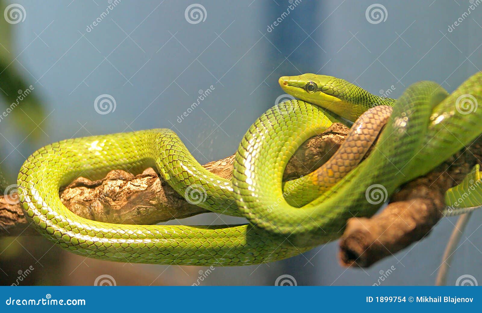 Red-tailed Racer Snake 1 Picture. Image: 1899754