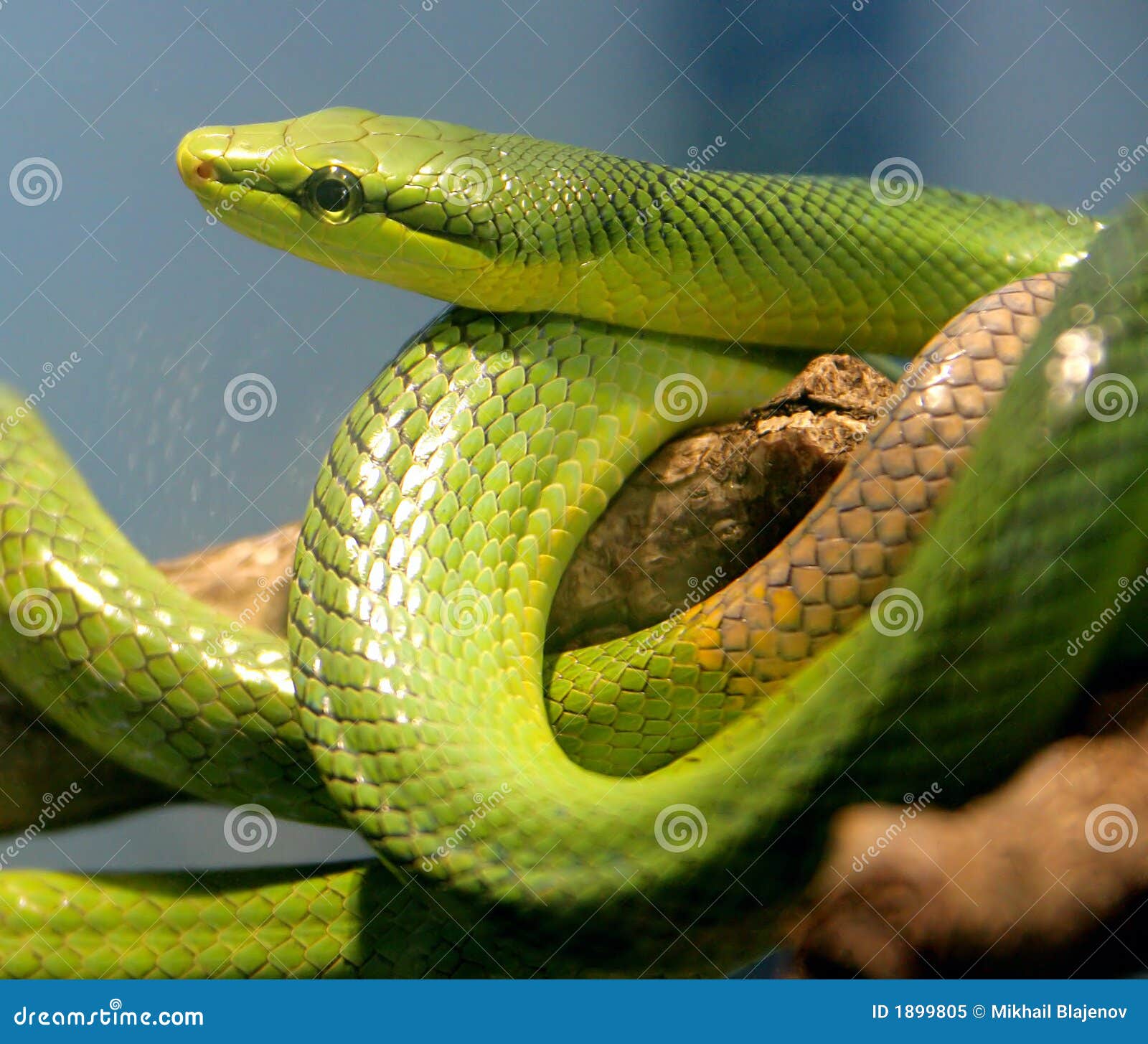 Red-tailed Racer Snake 2 stock image. Image of herpetology - 1899805