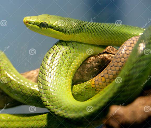 Red-tailed Racer Snake 2 stock image. Image of herpetology - 1899805