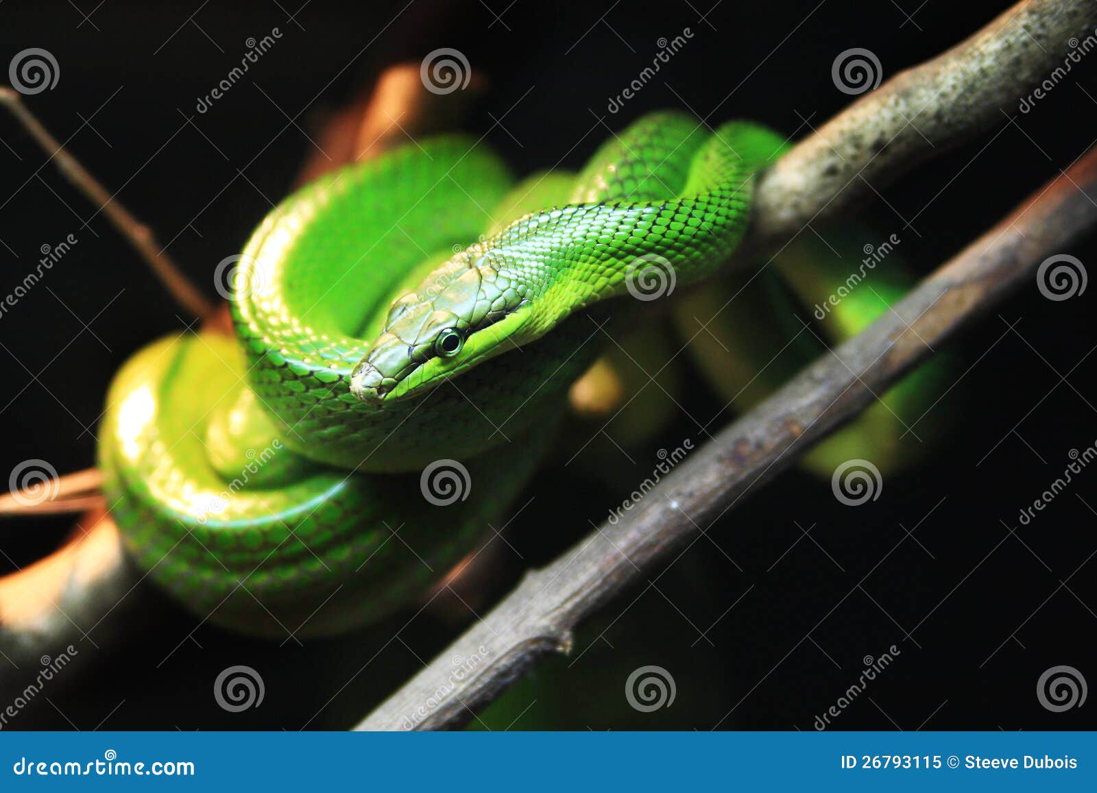 Red-tailed Racer snake stock image. Image of scales, orange - 26793115