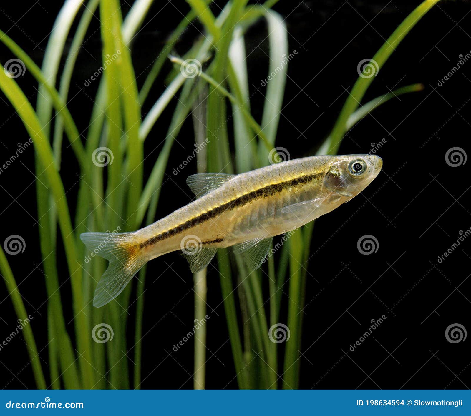 Red-tailed Rasbora, Juvenile, Rasbora Borapetensis Stock Photo - Image ...