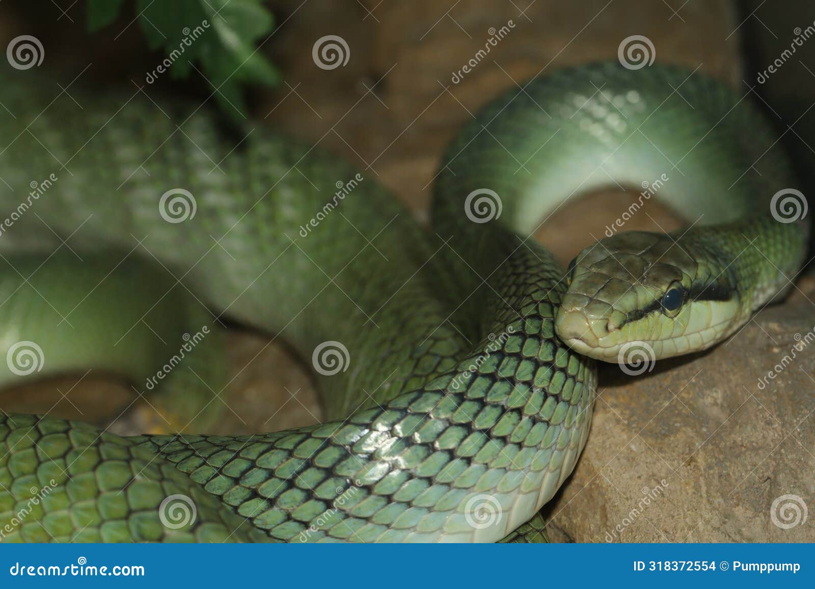 The Red Tailed Rat Snake is Rest in Garden Stock Photo - Image of macro ...