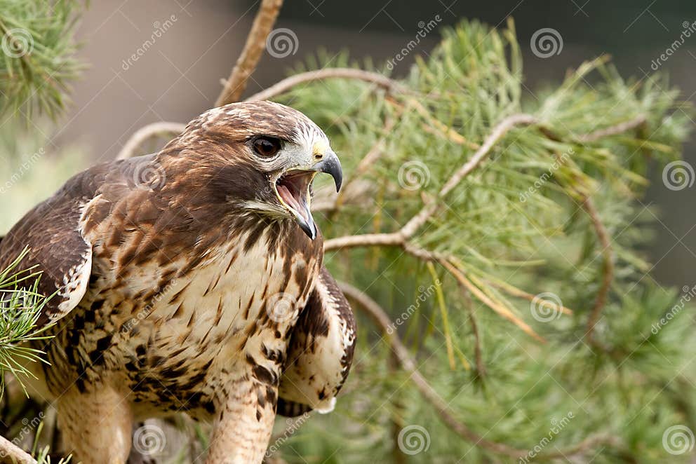 Red Tailed Hawk in Tree Screaming Stock Image - Image of animal, hawk ...