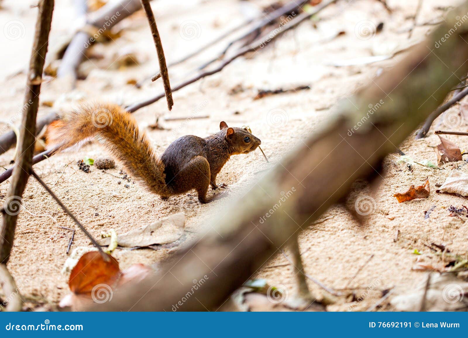Red-tailed Squirrel Rodent Eating In Parque Centenario Park In ...