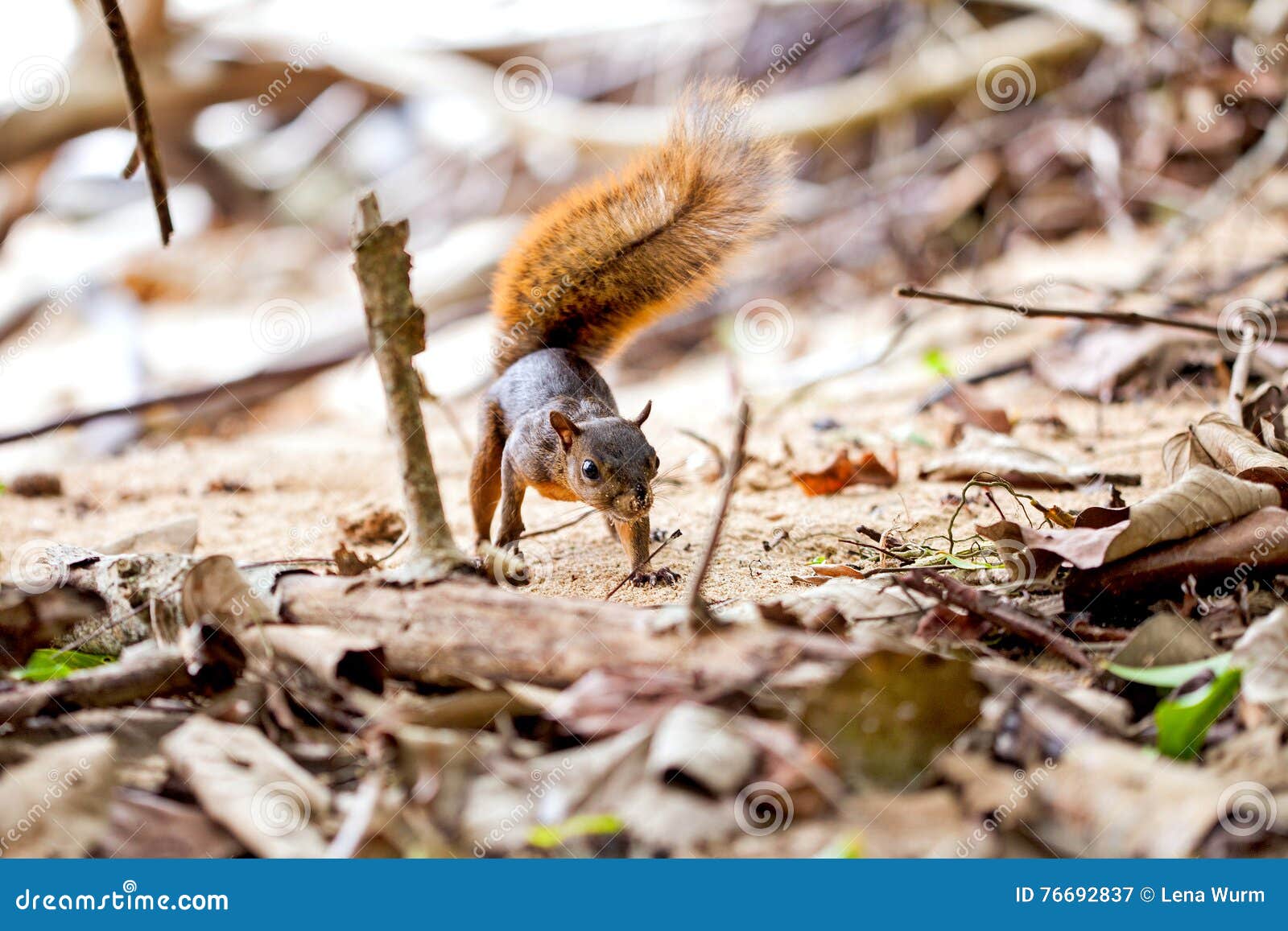 Red-tailed Squirrel Rodent Eating In Parque Centenario Park In ...