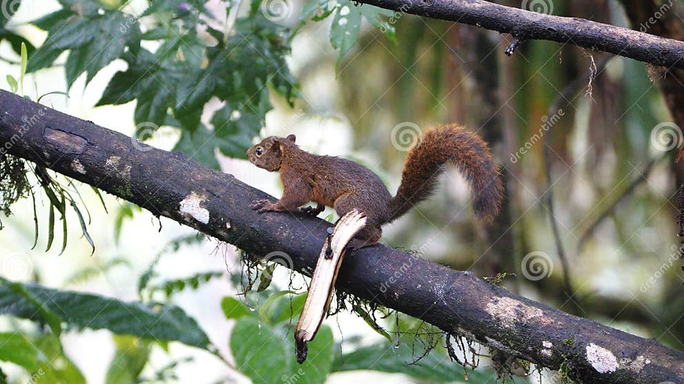 Red-tailed Squirrel in a Tree Stock Photo - Image of wildlife ...