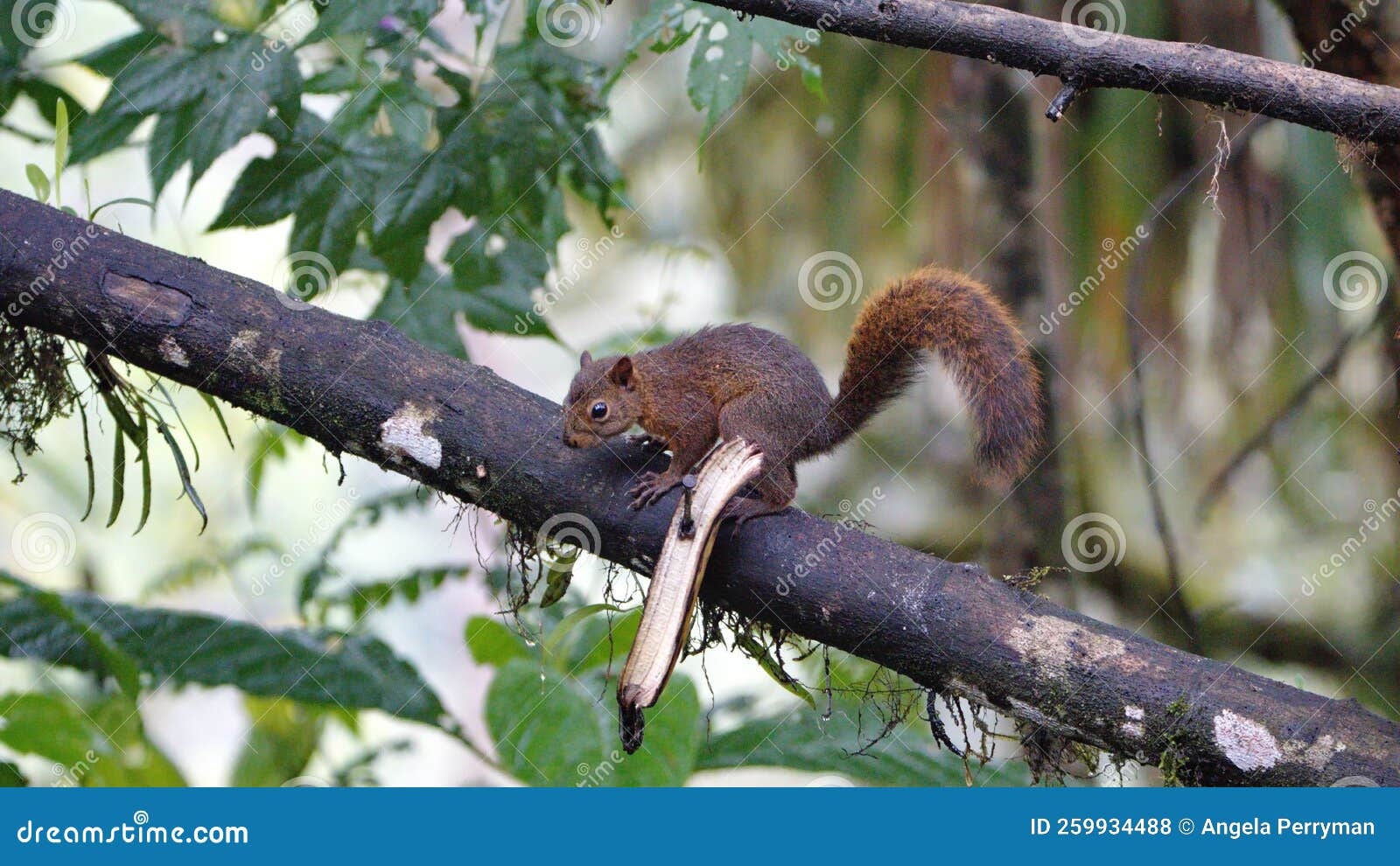 Red-tailed Squirrel in a Tree Stock Photo - Image of south, redtailed ...