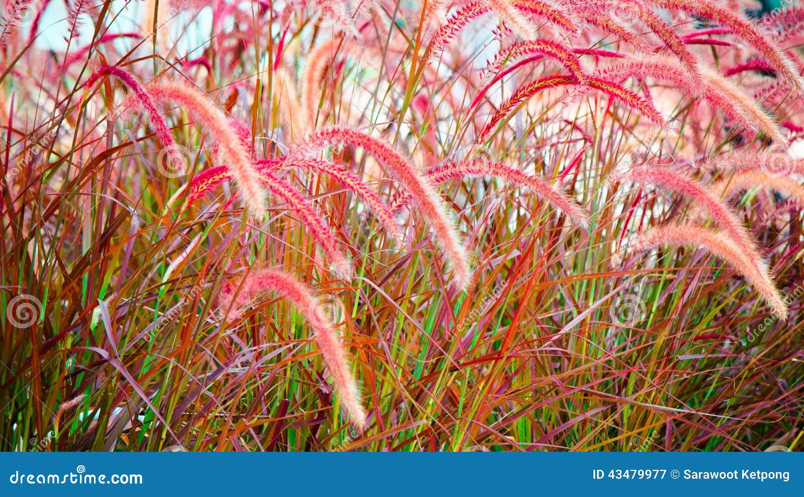 Red Tails stock image. Image of trees, outdoor, vacation - 43479977