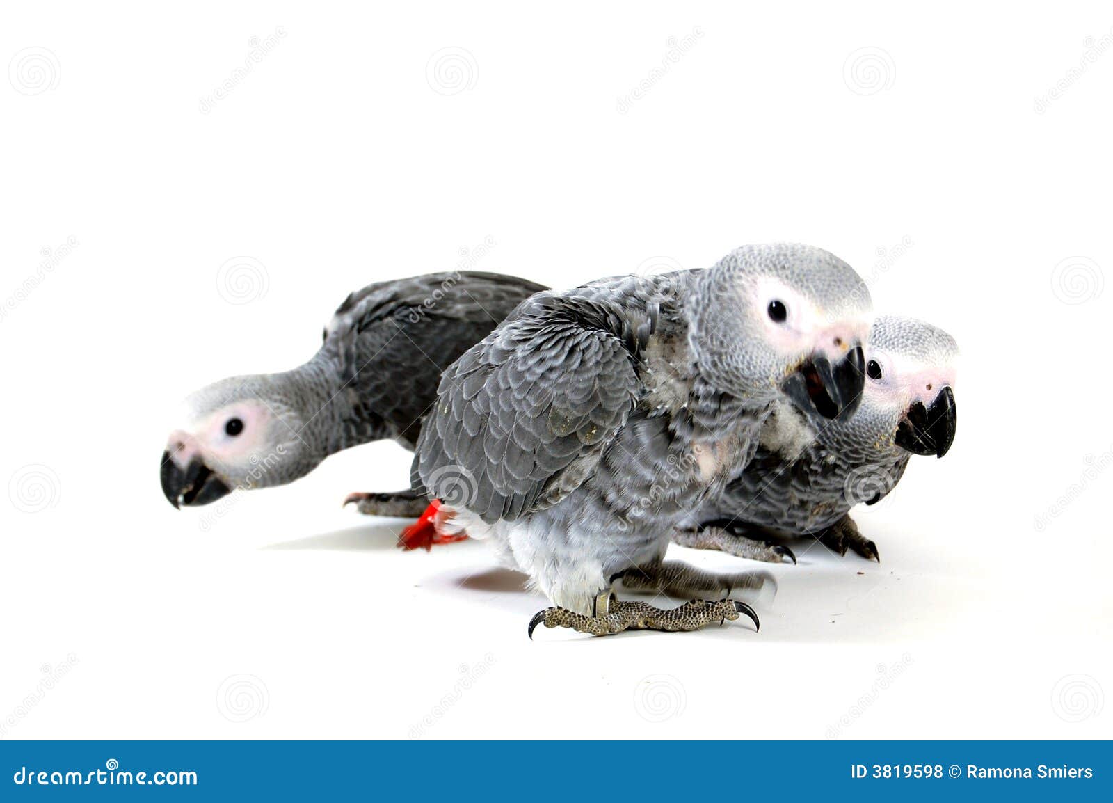 Red tale parrot on white stock photo. Image of nature - 3819598