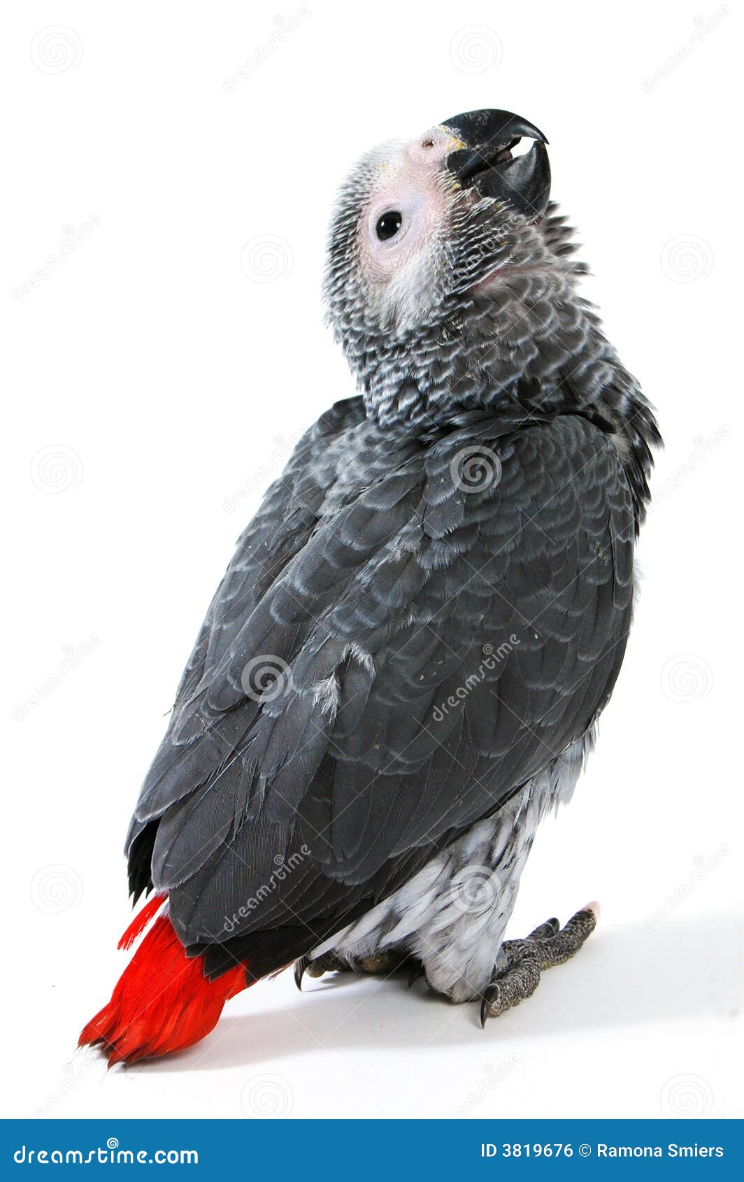 Red tale parrot on white stock photo. Image of young, parrot - 3819676