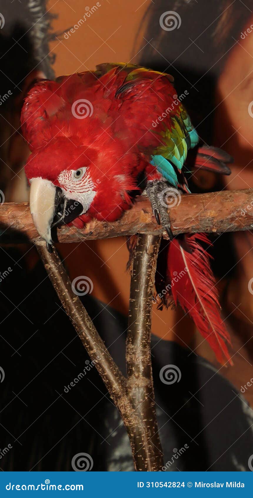 Red talking parrot stock photo. Image of cute, yellow - 310542824