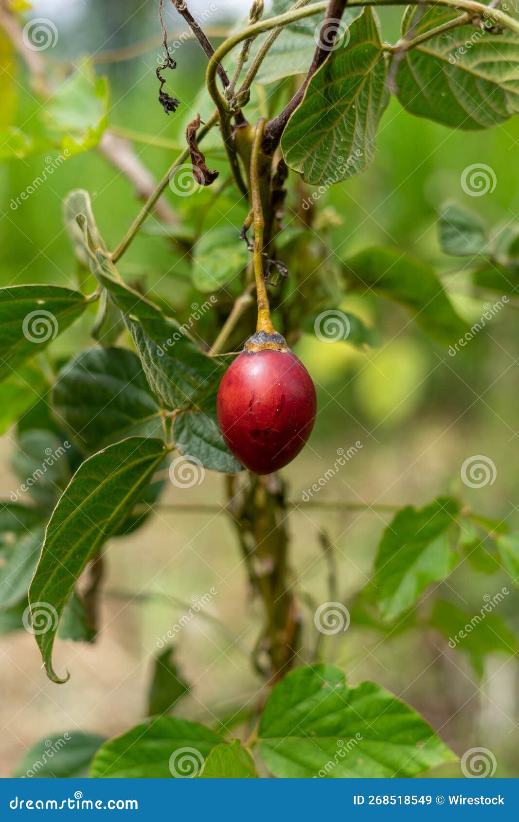 A red tamarillo fruit stock image. Image of vitamin - 268518549