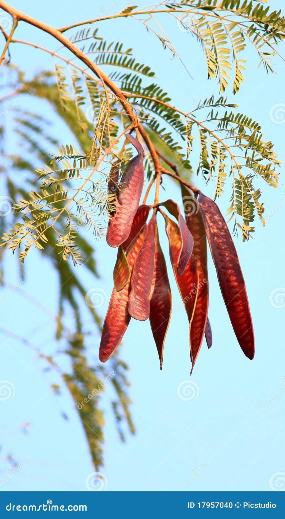 Red tamarind pods stock photo. Image of nutritive, ingredients - 17957040