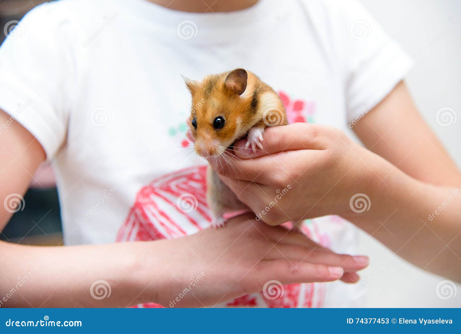 Red Tame Hamster in the Child S Hands Stock Image - Image of ...