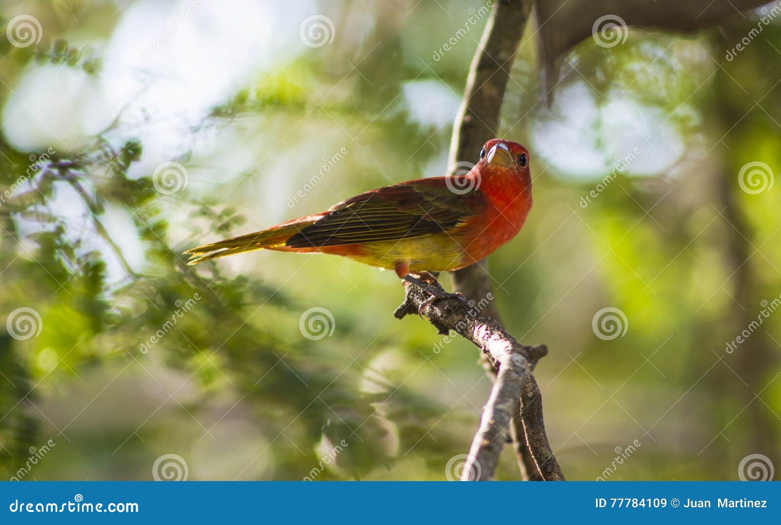 Red Tanager stock image. Image of forest, conservation - 77784109