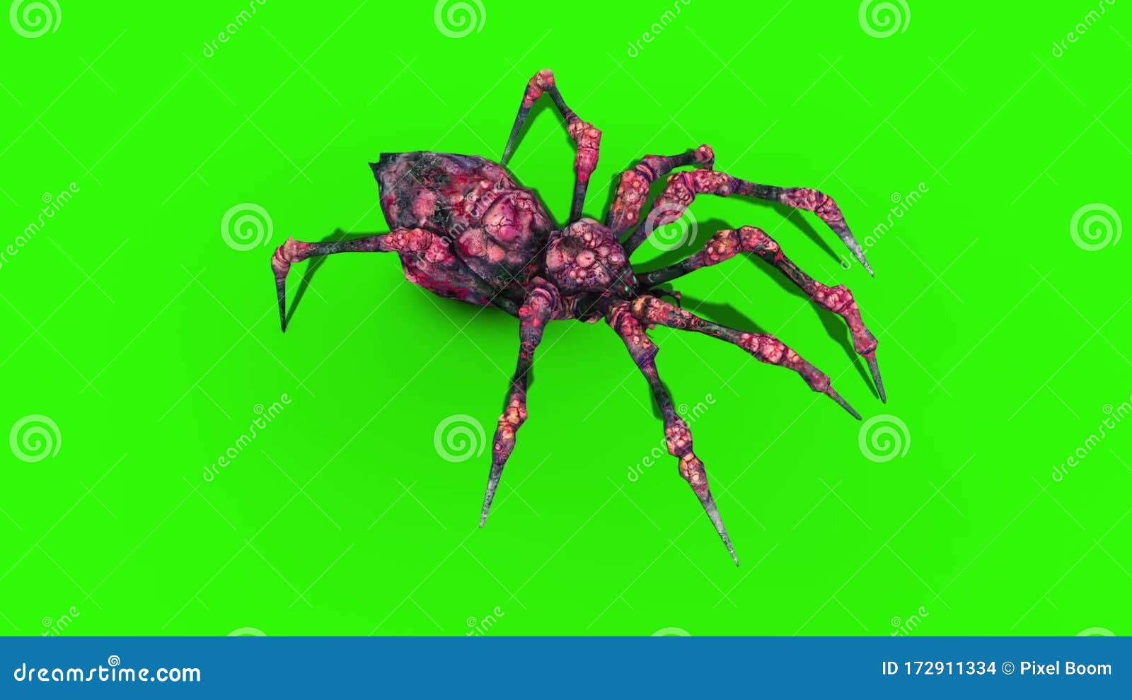 Red Tarantula Spider Walkcycle Green Screen Loop 3D Rendering Animation ...
