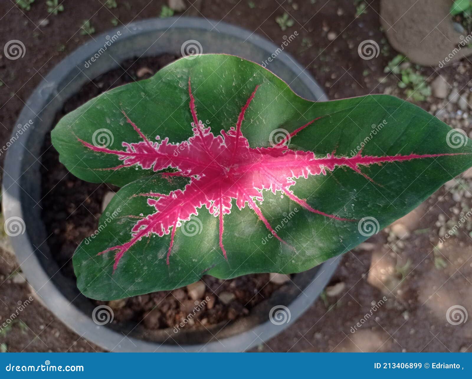Red Taro Leaves. Beautiful Photo Stock Image - Image of petal, blossom ...