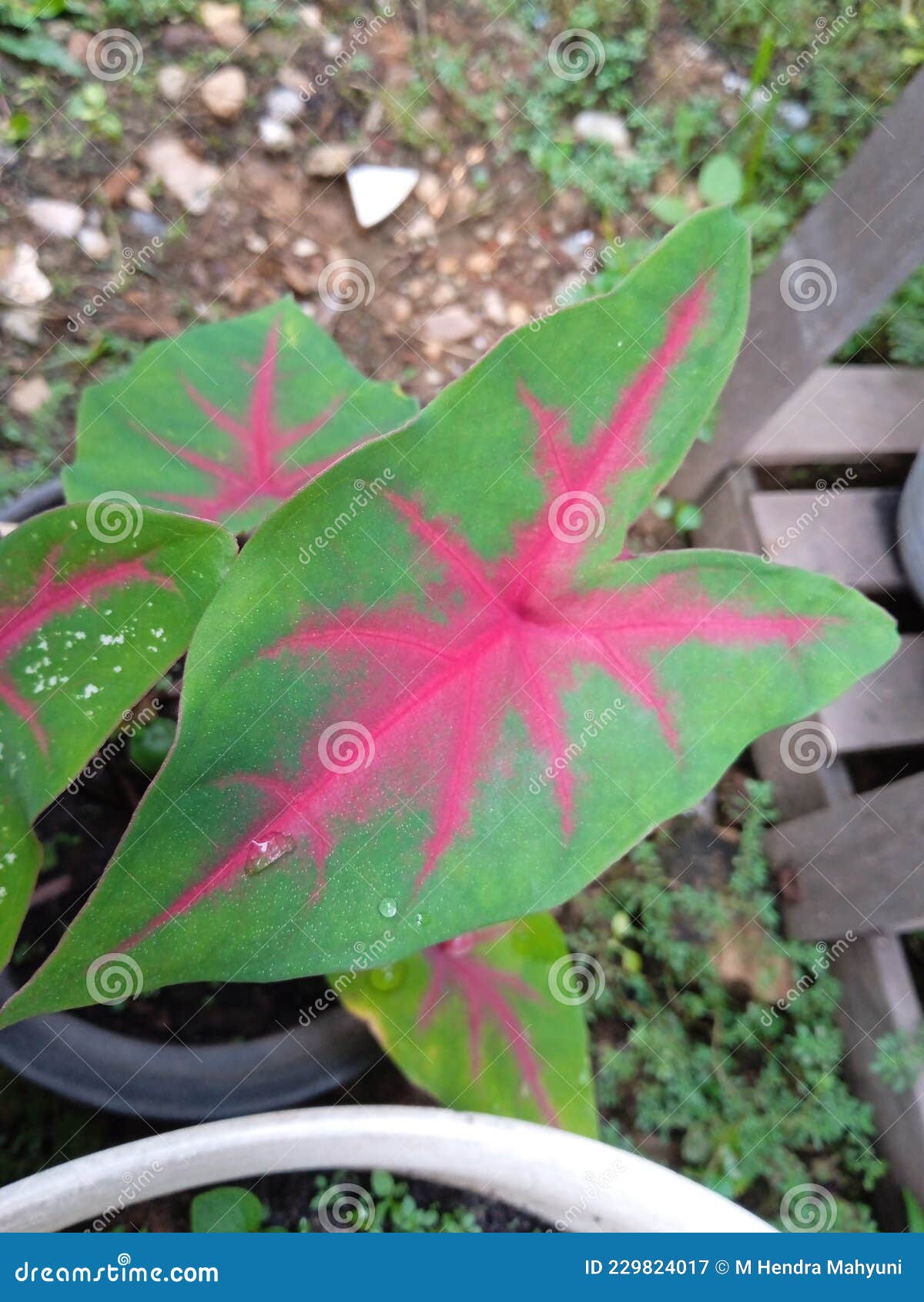 Red taro plants in the pot stock image. Image of flower - 229824017