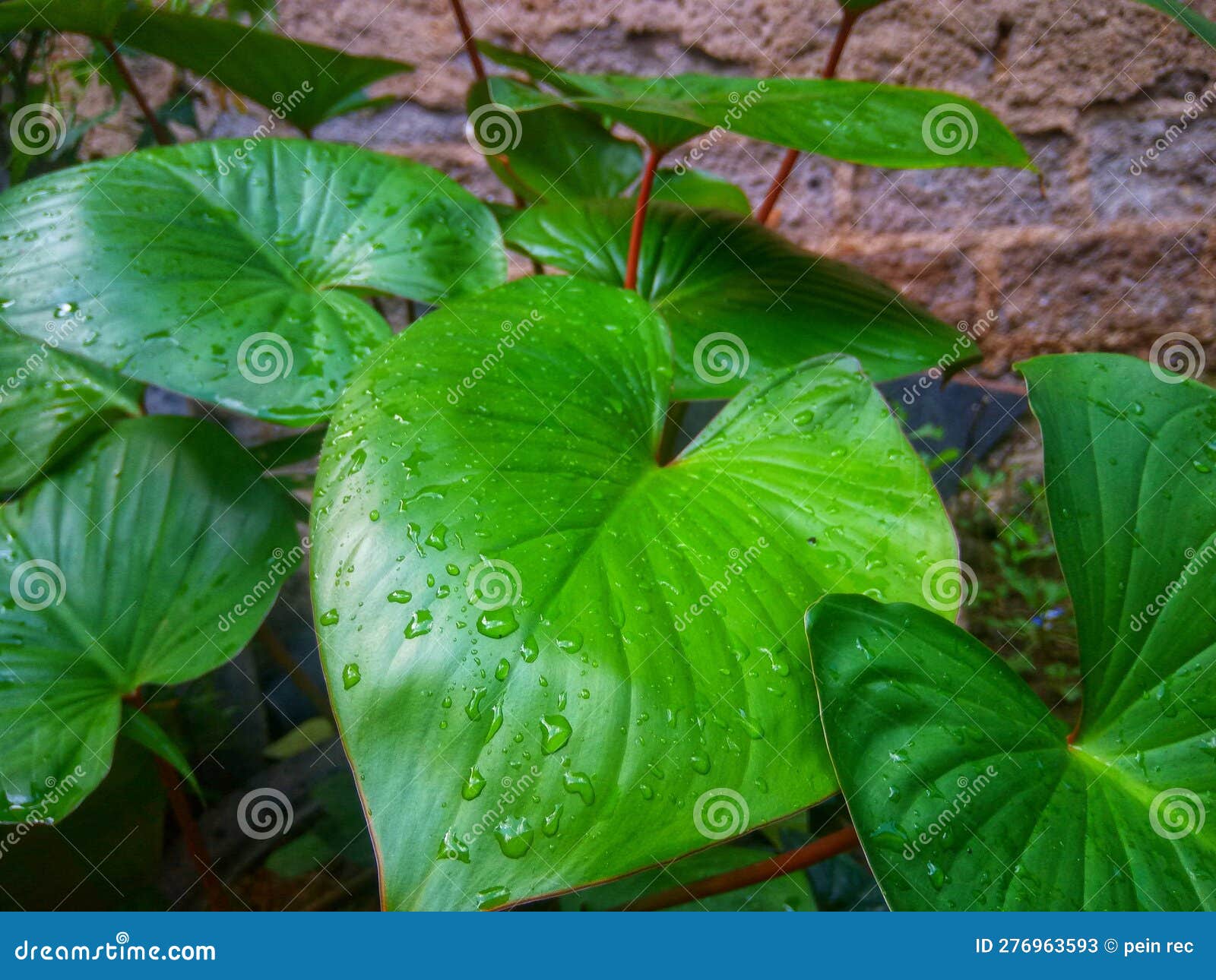 A Red Taro Tree Exposed To Rain Stock Image - Image of tree, rain ...