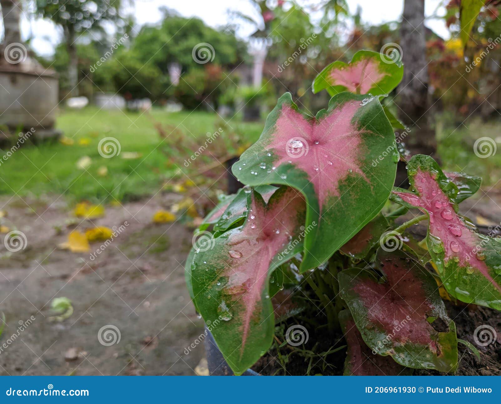Red Taro Tree Grows Wild in the Yard of the House Stock Photo - Image ...