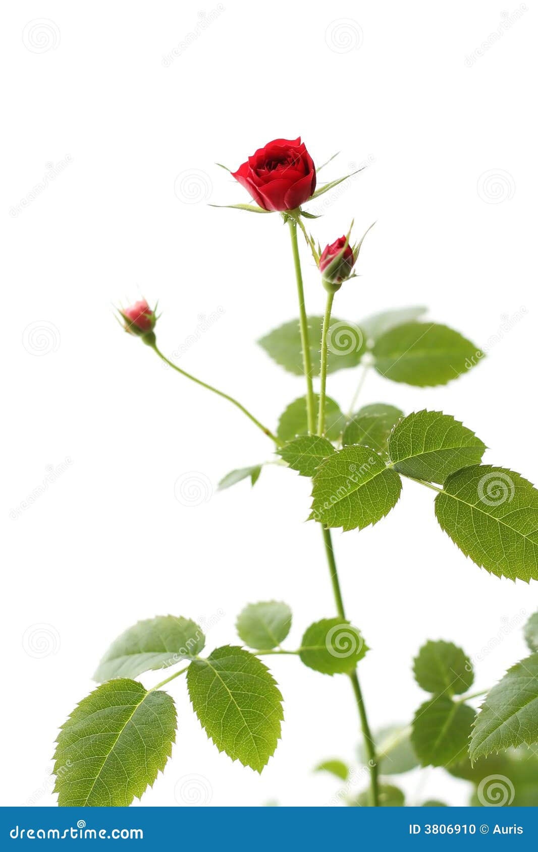 Red tea-rose stock photo. Image of petal, idyllic, symbol - 3806910