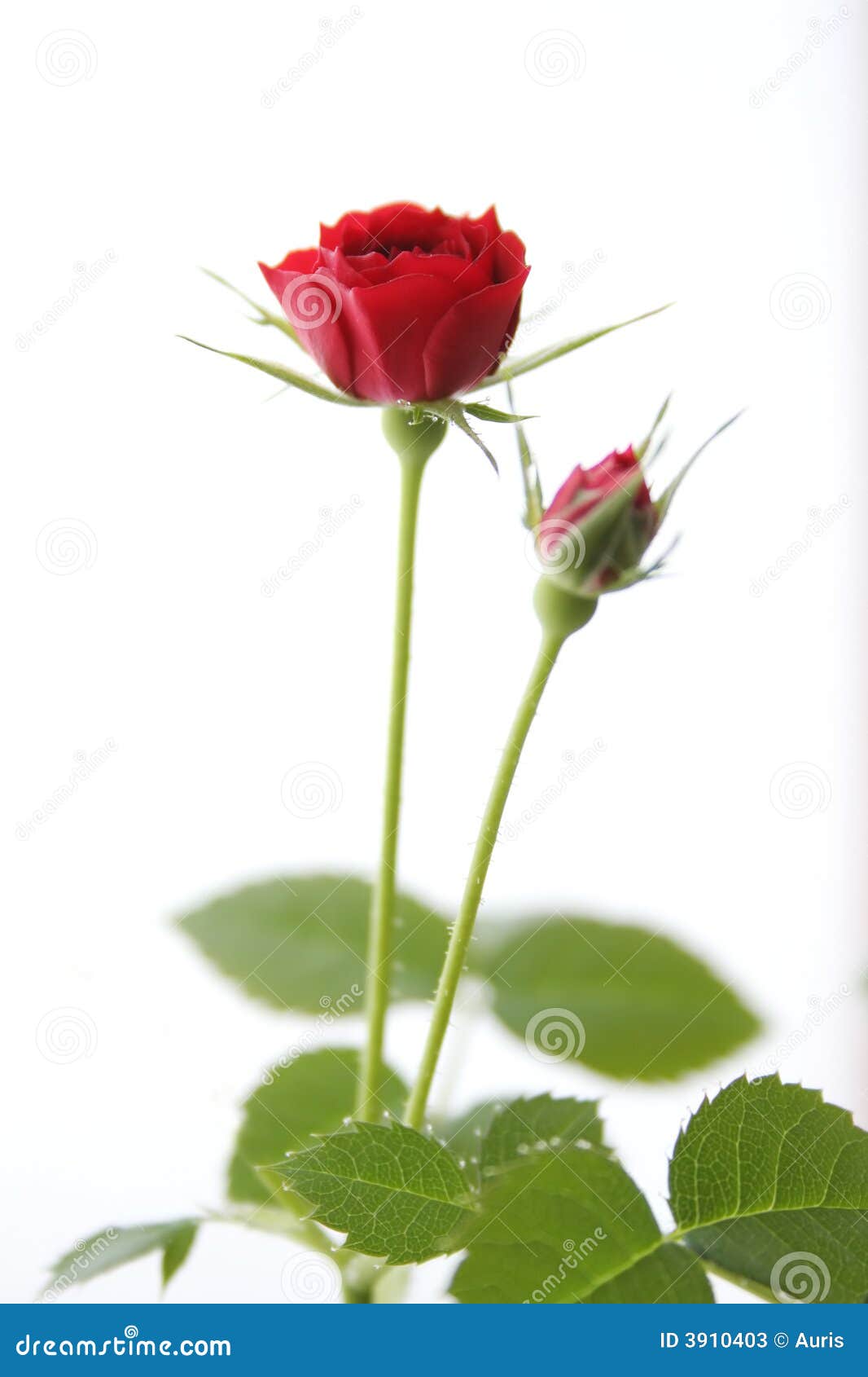 Red tea-rose stock image. Image of celebration, dating - 3910403