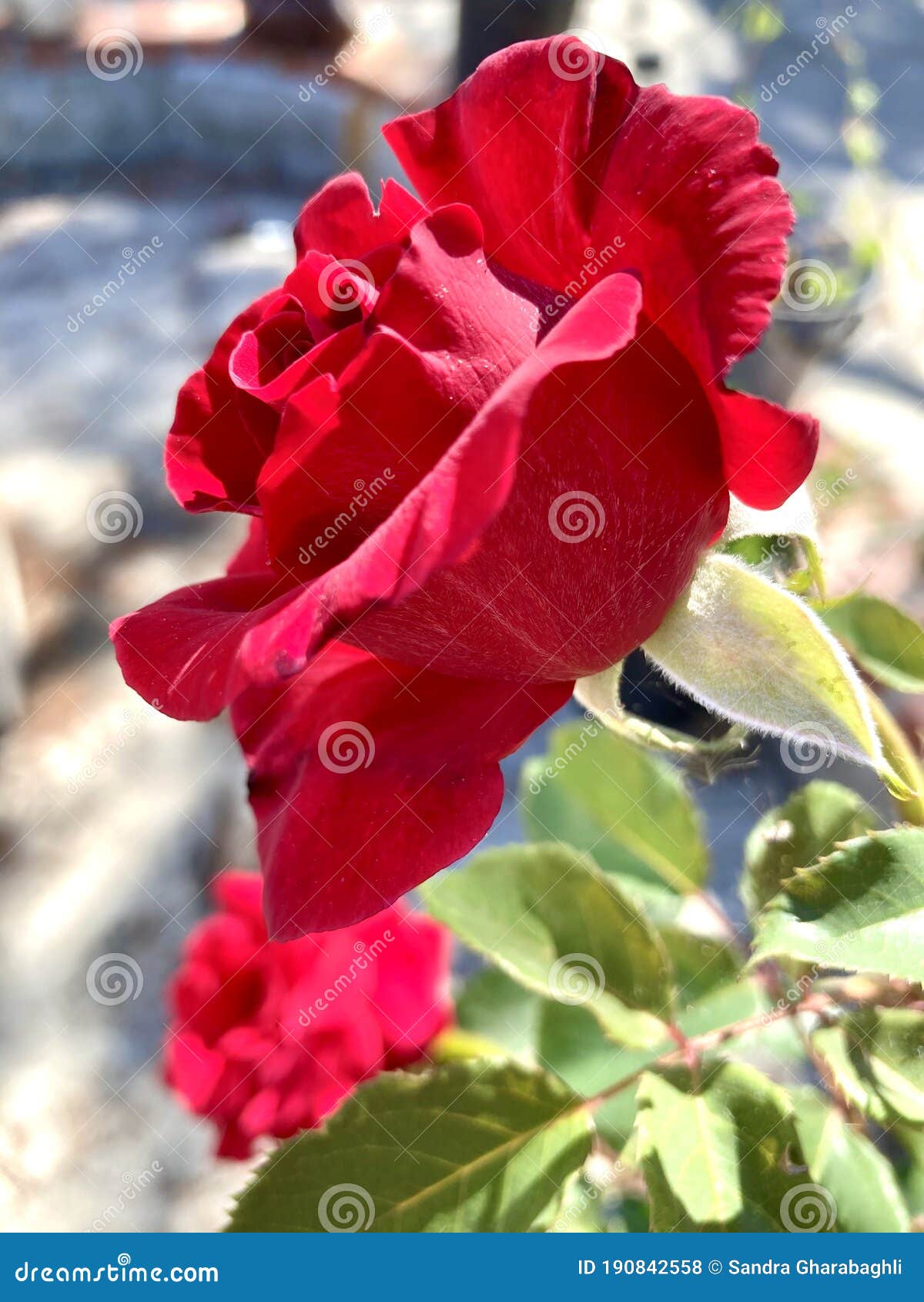 Red Rose Profile stock photo. Image of rose, point, profile - 190842558