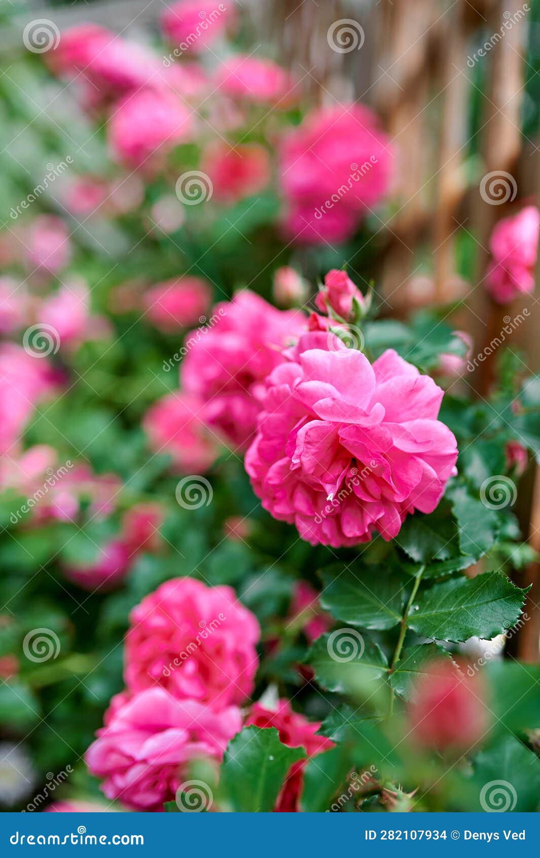 Red Tea Rose Bush in Nature Stock Photo - Image of floral, girl: 282107934