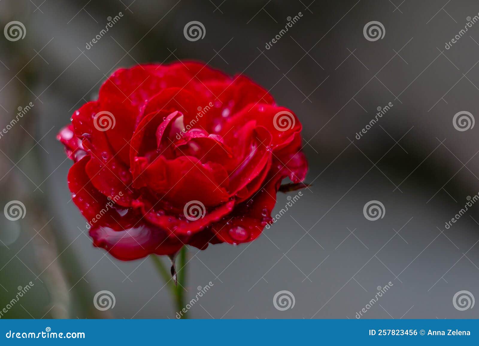 Red Tea Rose in Raindrops on a Blurred Background Stock Photo - Image ...