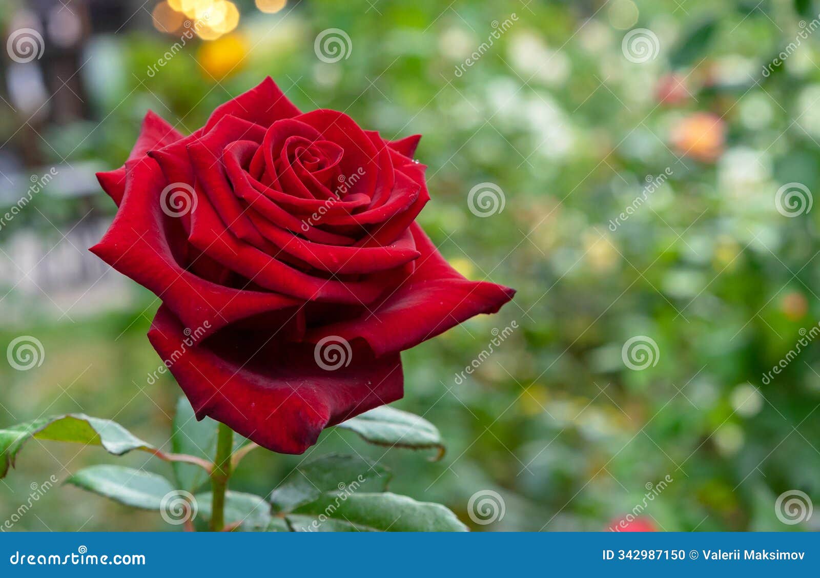 Red Tea Rose (Rosa Hybrida) in Bloom and Close Up. Stock Photo - Image ...