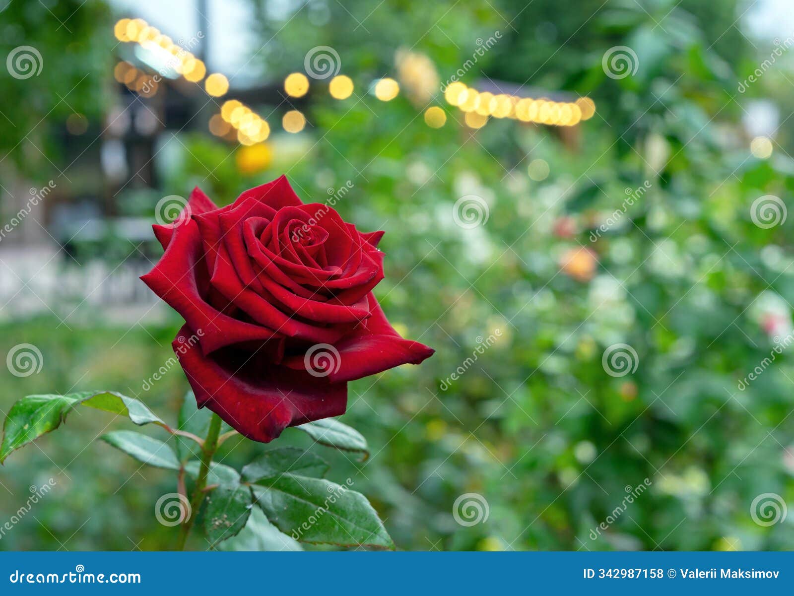 Red Tea Rose (Rosa Hybrida) in Bloom and Close Up. Stock Photo - Image ...