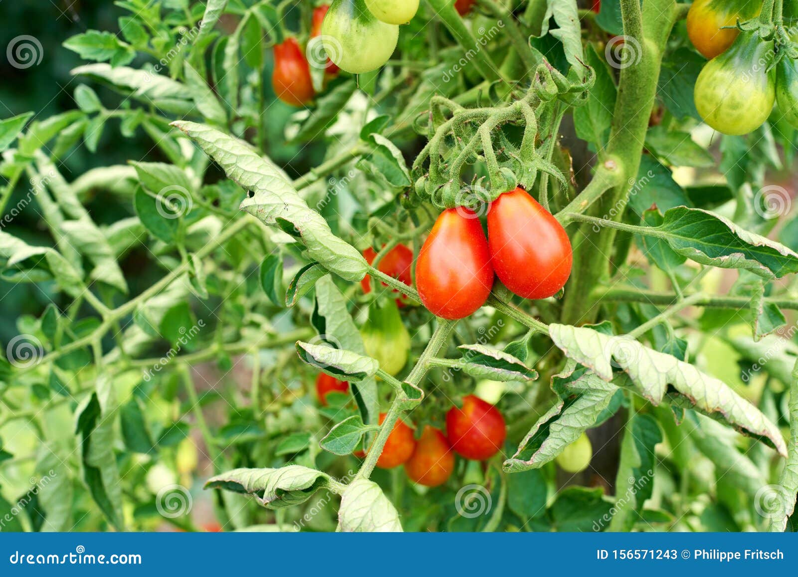 Red Teardrop Tomato Ready To Be Be Harvested Stock Image - Image of ...