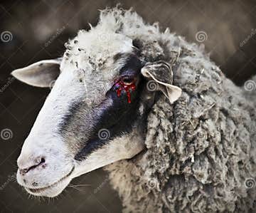 Red tears stock image. Image of injured, sheep, goat - 18762387