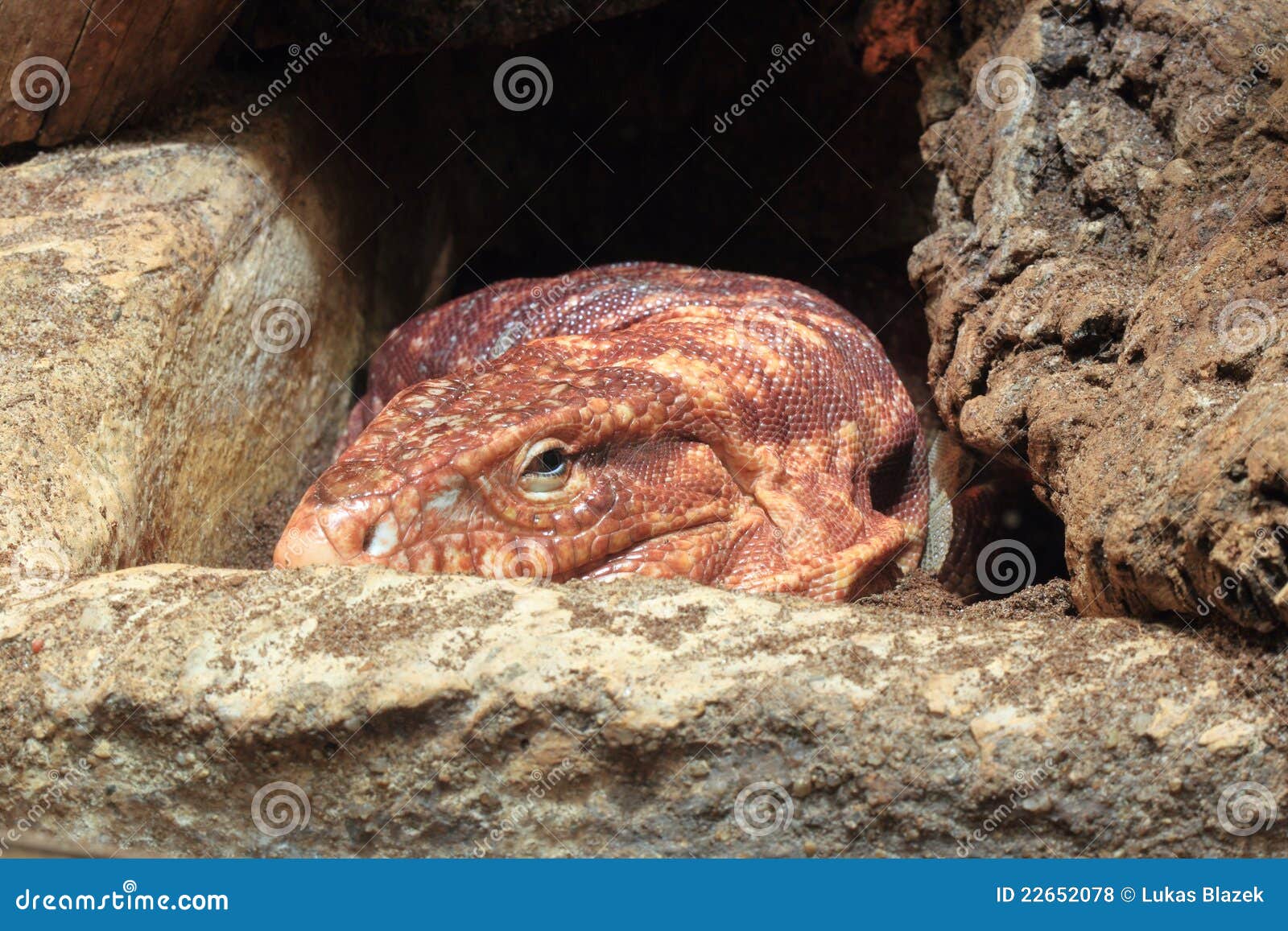Red tegu stock photo. Image of rufescens, wild, nature - 22652078
