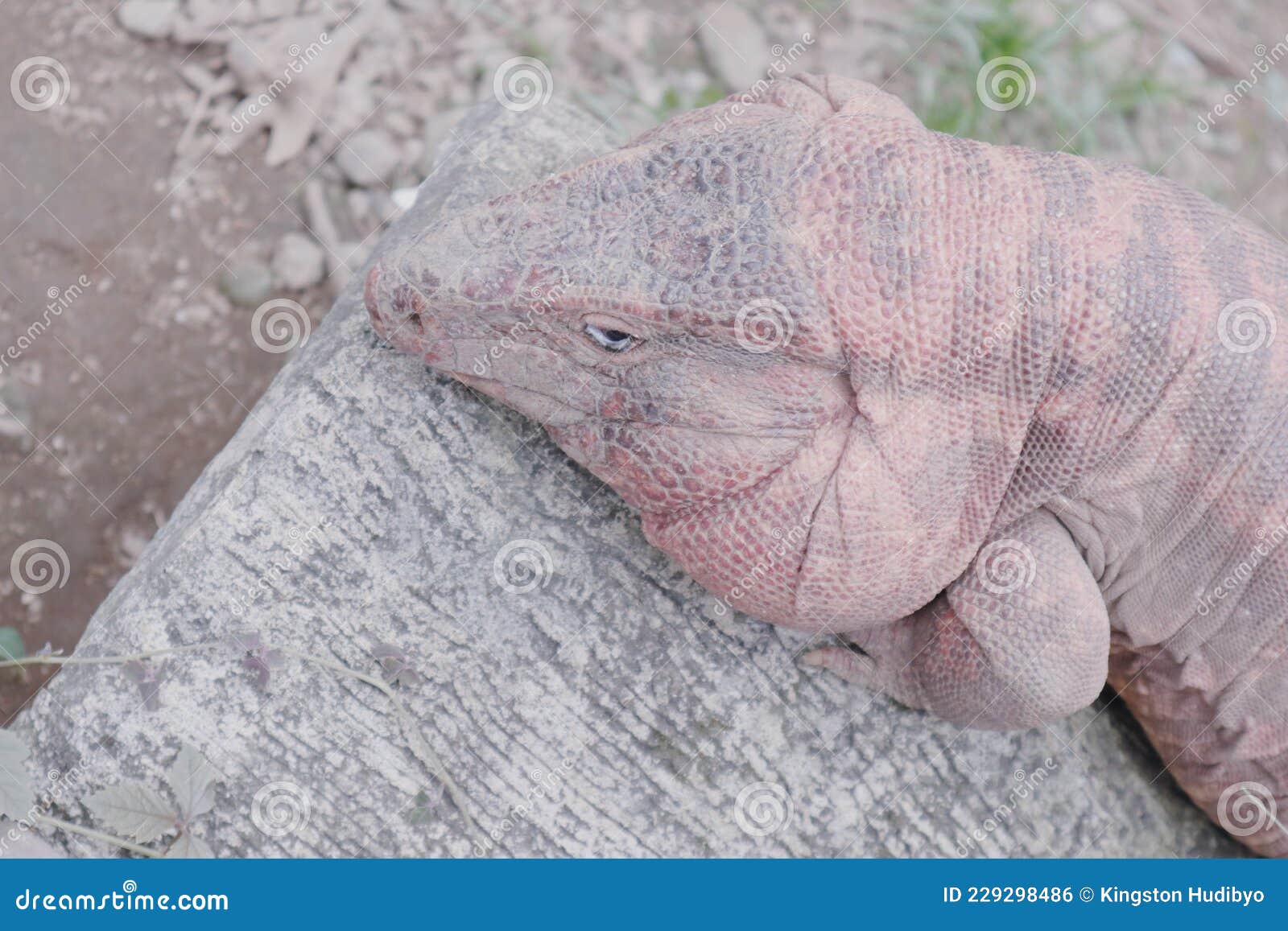Red Tegu Big Lizard Exotic Wildlife Stock Photo - Image of tegu, lizard ...
