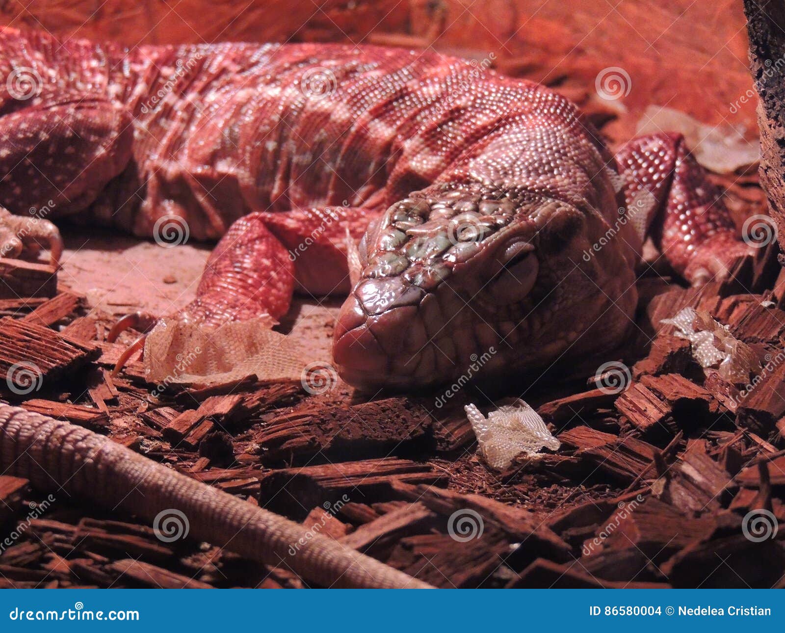Red Tegu stock photo. Image of dragon, scales, skin, tegu - 86580004