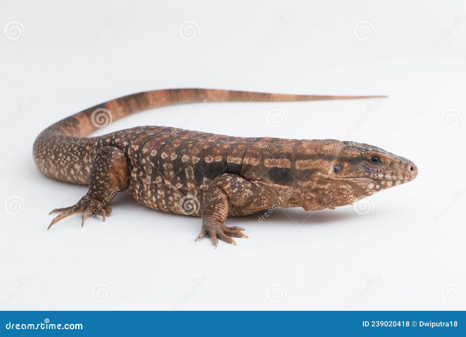 The Red Tegu Lizard Salvator Rufescens on White Background Stock Photo ...