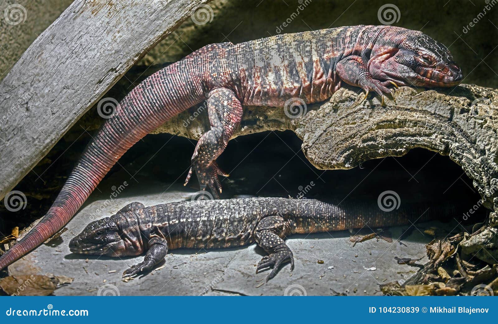 Red teju 1 stock image. Image of portrait, crawl, ecology - 104230839