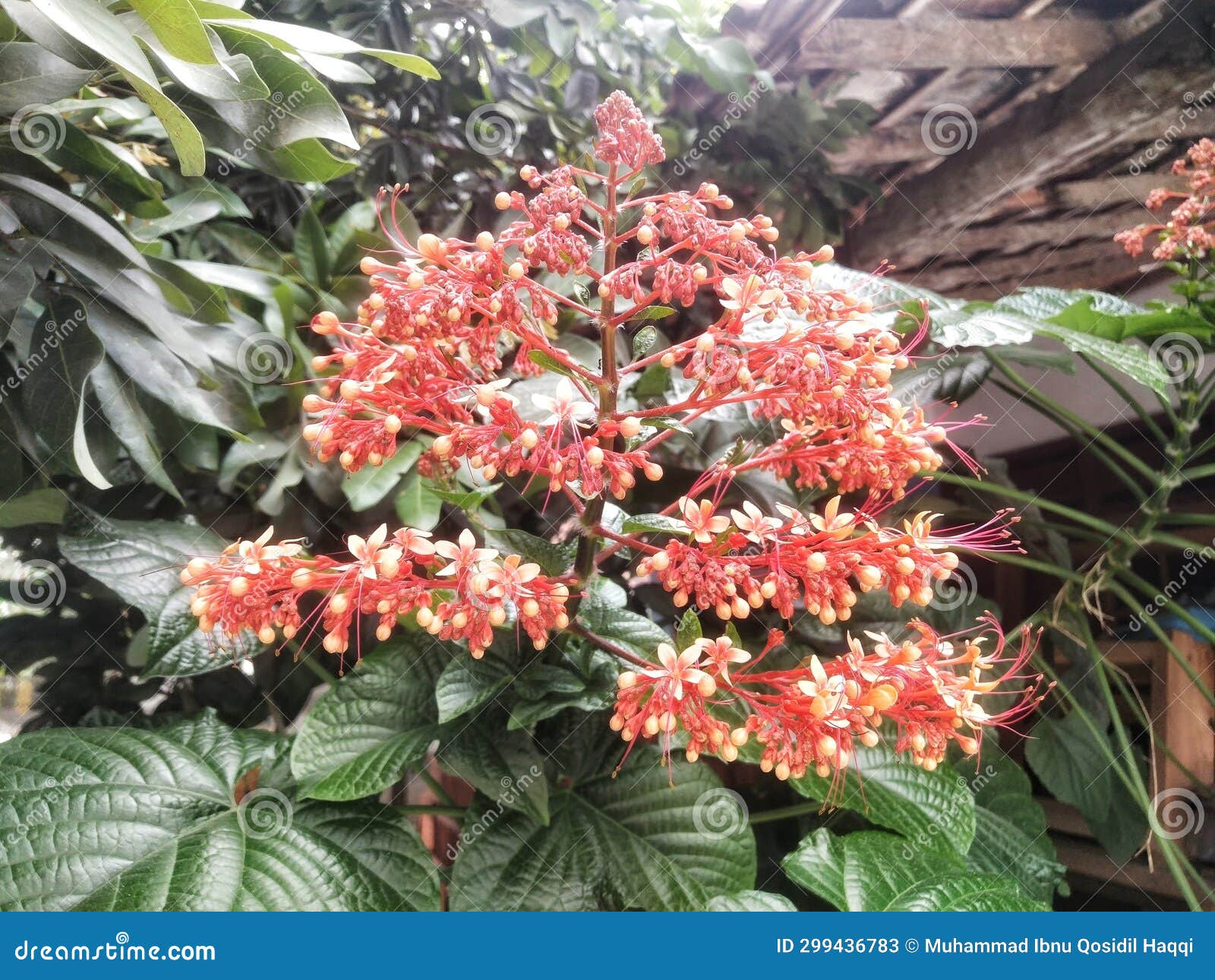 Red temple-shaped flowers stock image. Image of blossom - 299436783