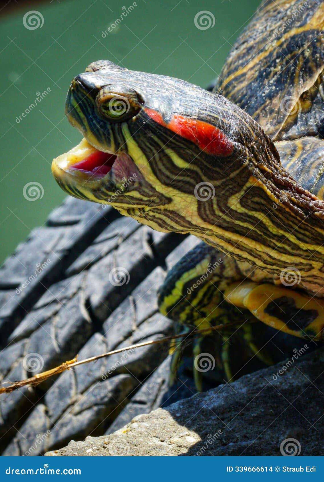 Red-templed Water Turtle with Wide Open Mouth Stock Photo - Image of ...
