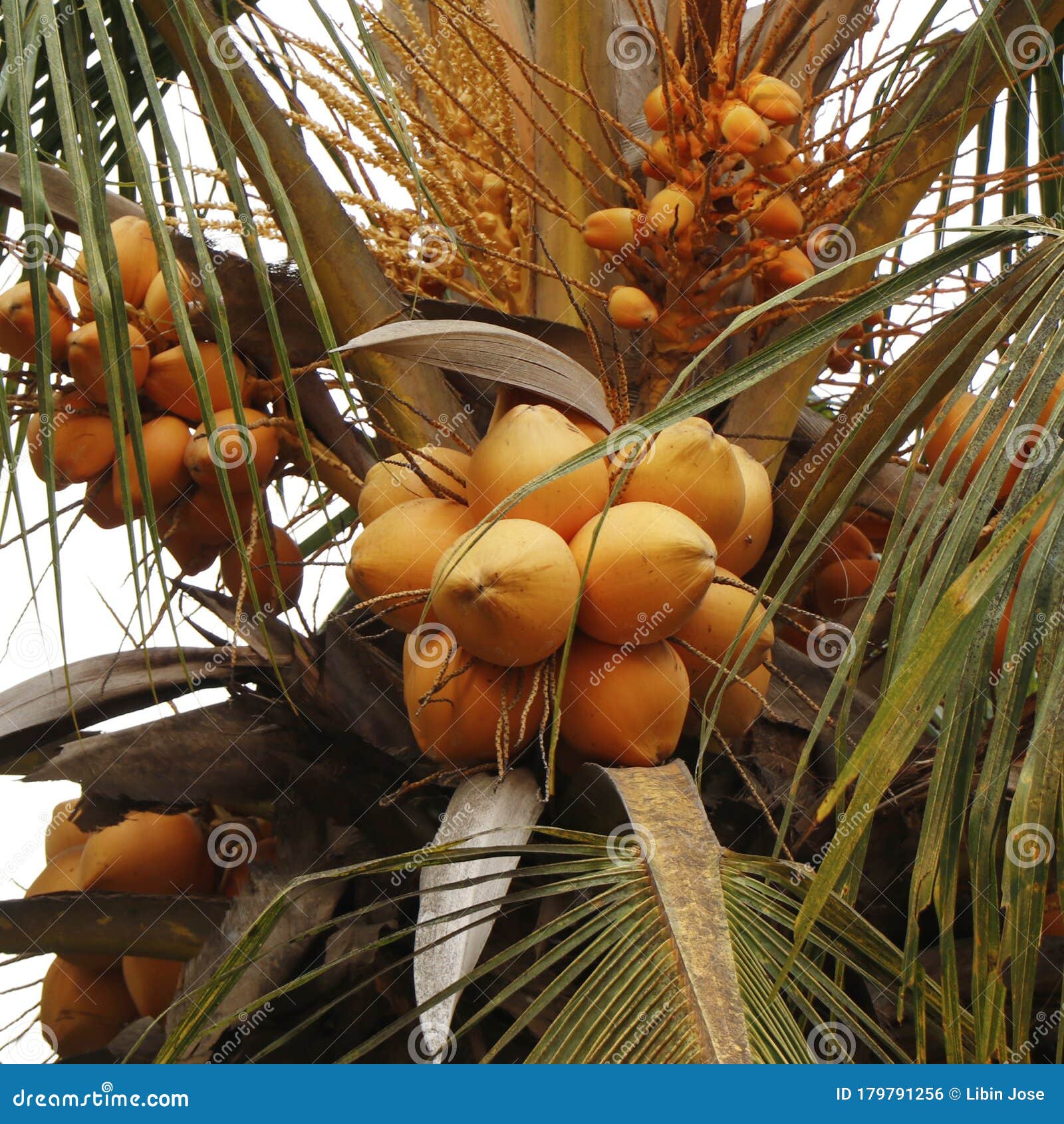Red Tender Coconut in Its Own Tree Stock Photo - Image of orange ...