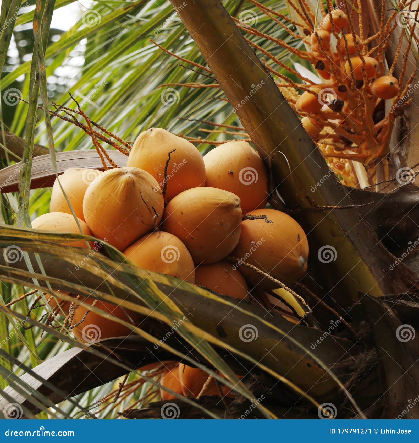 Red Tender Coconut in Its Own Tree Stock Image - Image of plant, branch ...