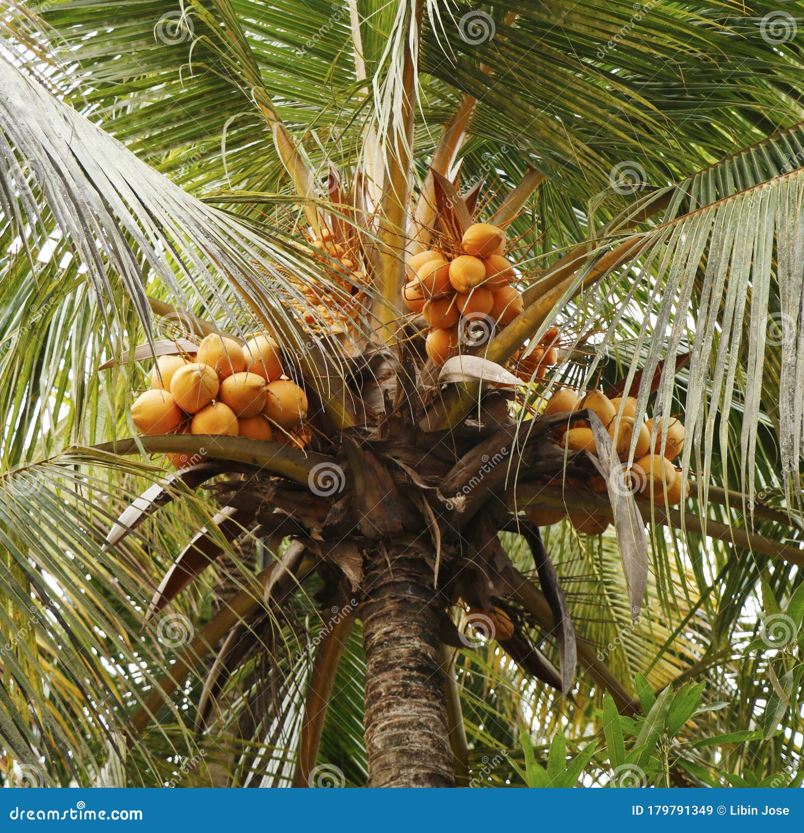Red Tender Coconut in Its Own Tree Stock Image - Image of palm, drink ...