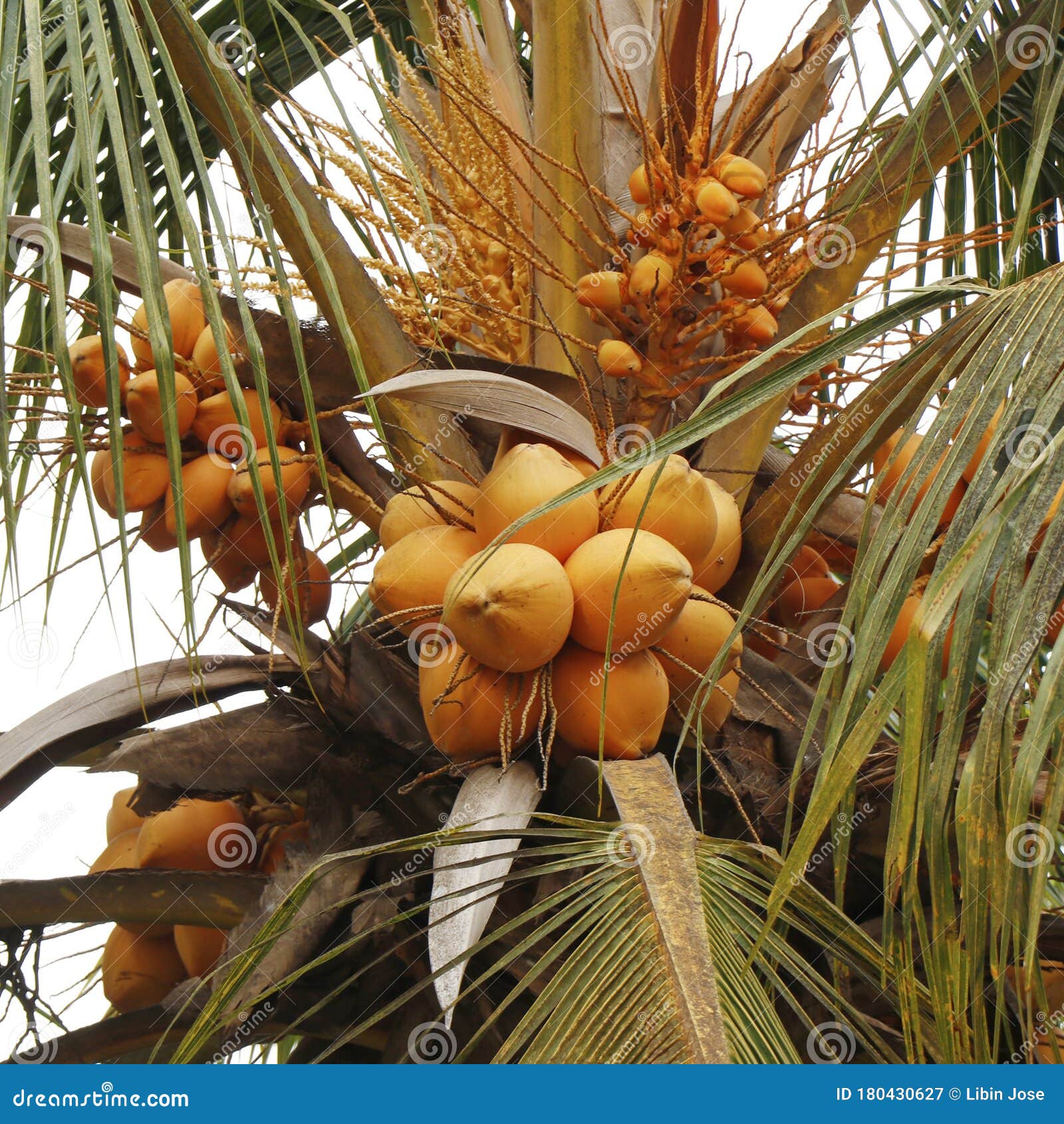Red Tender Coconut in Its Own Tree Stock Image - Image of bunch, fruit ...