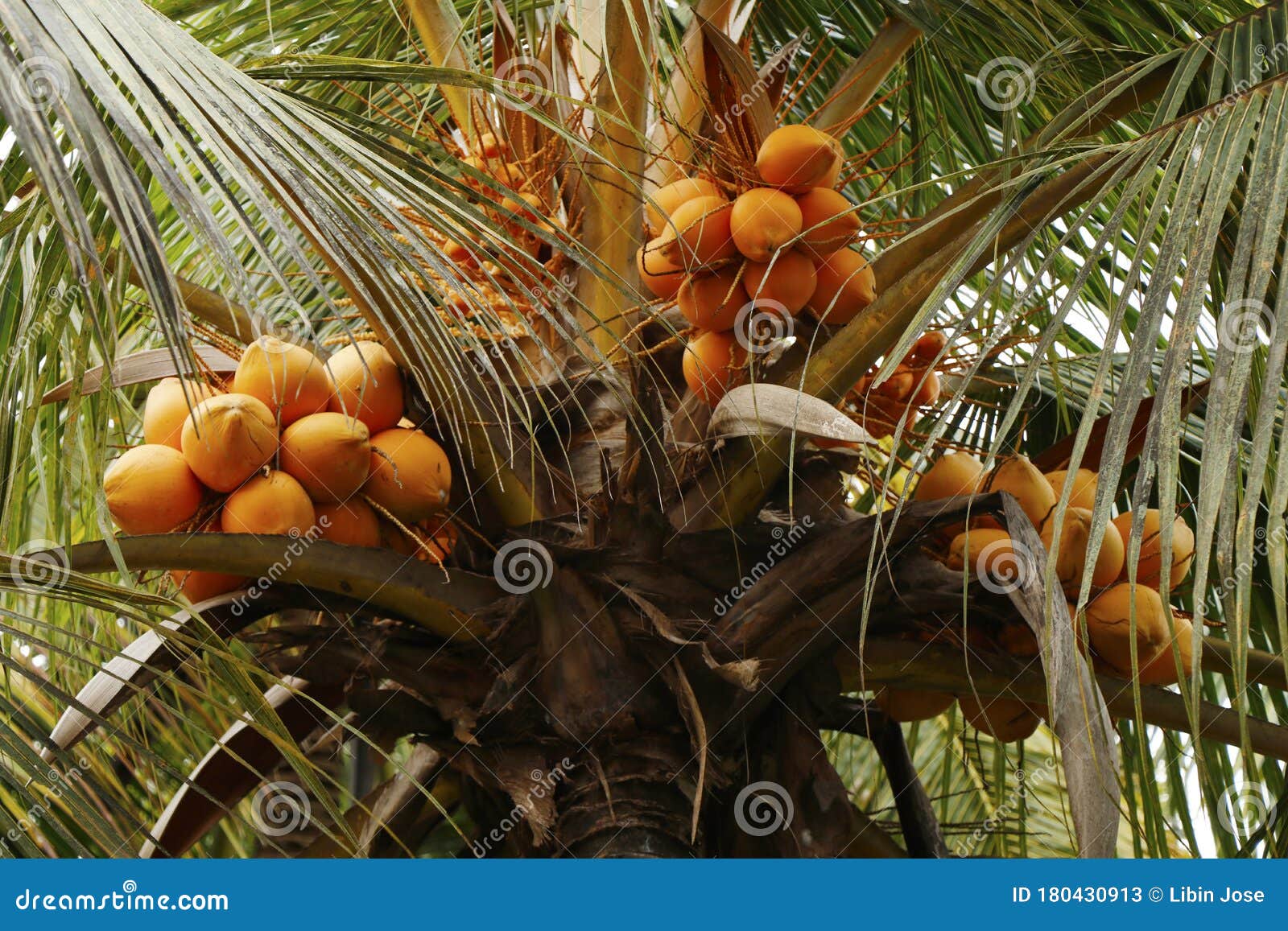 Red Tender Coconut in Its Own Tree Stock Image - Image of india, bunch ...
